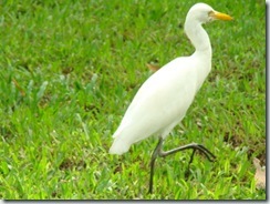 Nature Magnified: The Birds of Kerala - A Collection